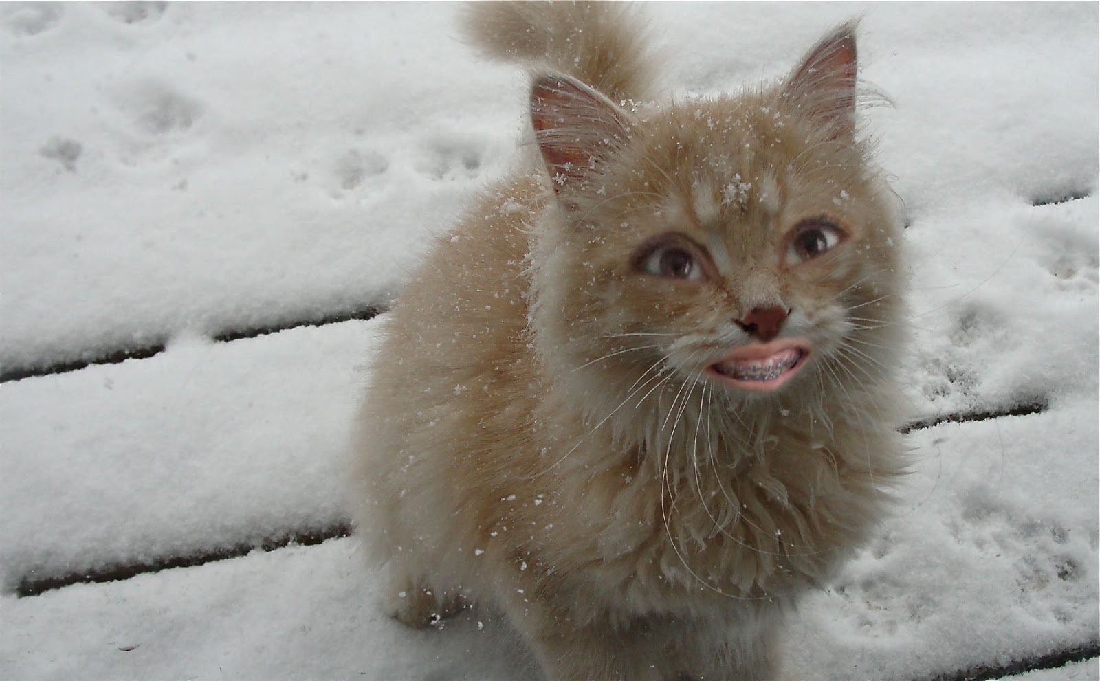 Picture Perfect: Animal Morph