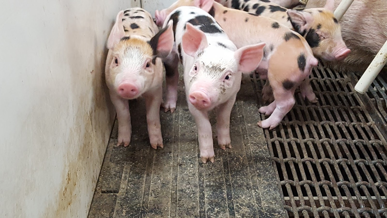 You Need Some Pigs to Take Care of...