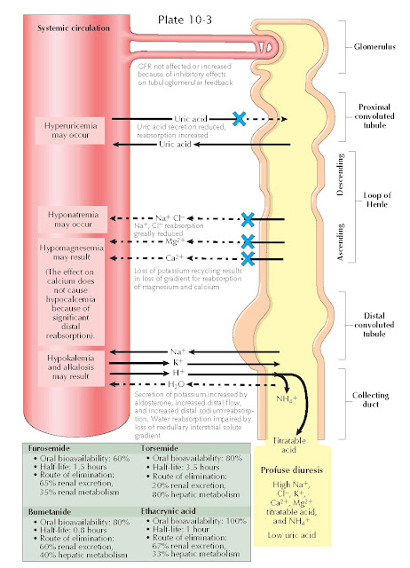 LOOP DIURETICS - pediagenosis