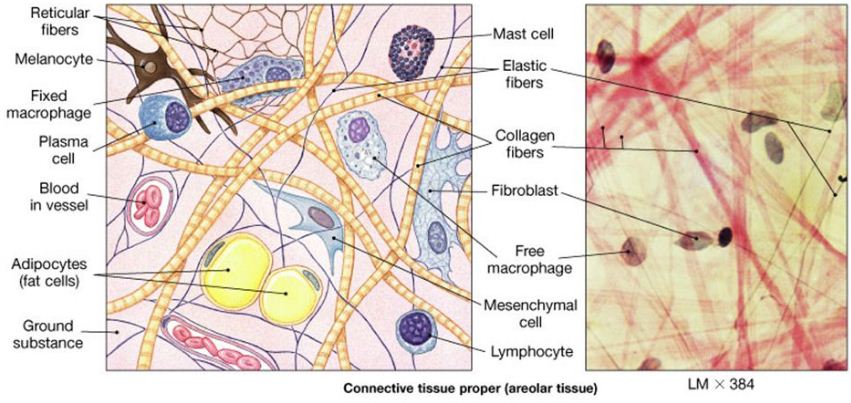 Makrofag (histiosit) di dalam jaringan ikat longgar areolar dibawah ...