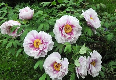 HOW TO GROW TREE PEONIES FROM SEED |The Garden of Eaden