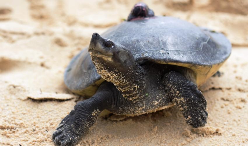 World Turtle Day: Show your love for these mighty heroes