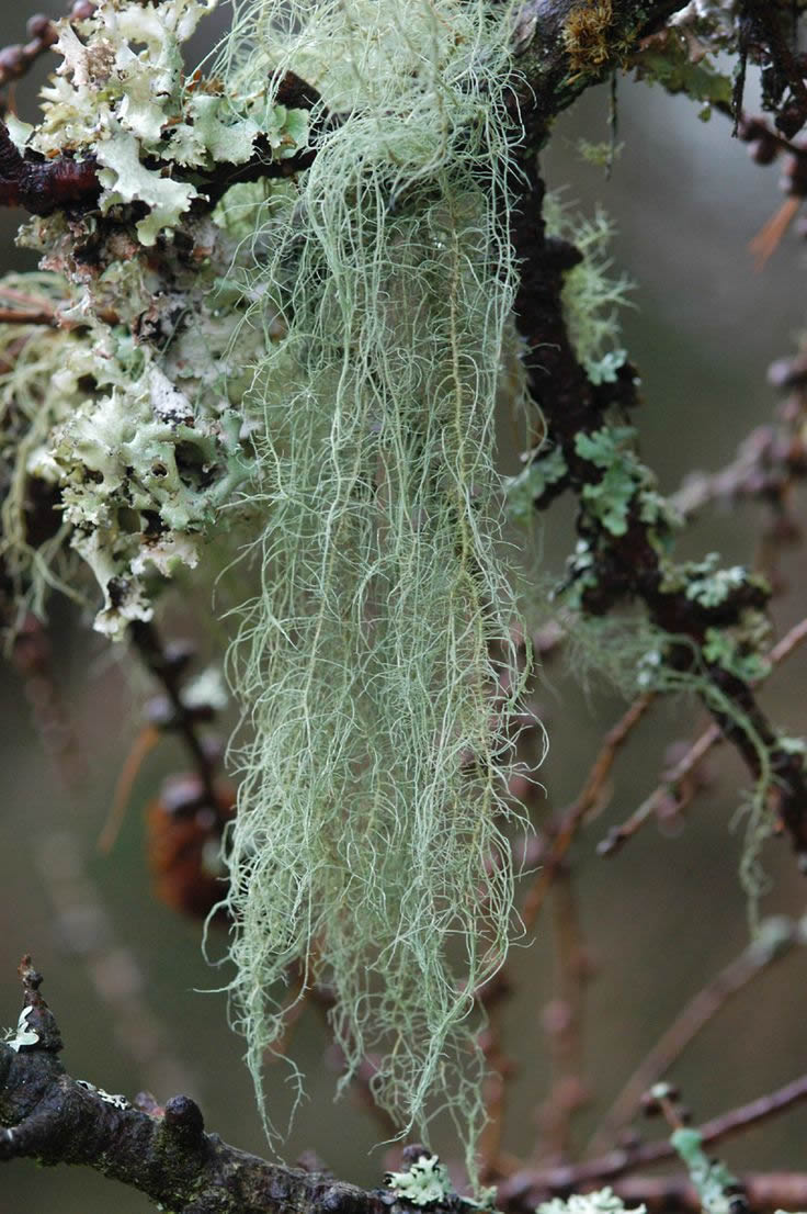 About Health: Usnea