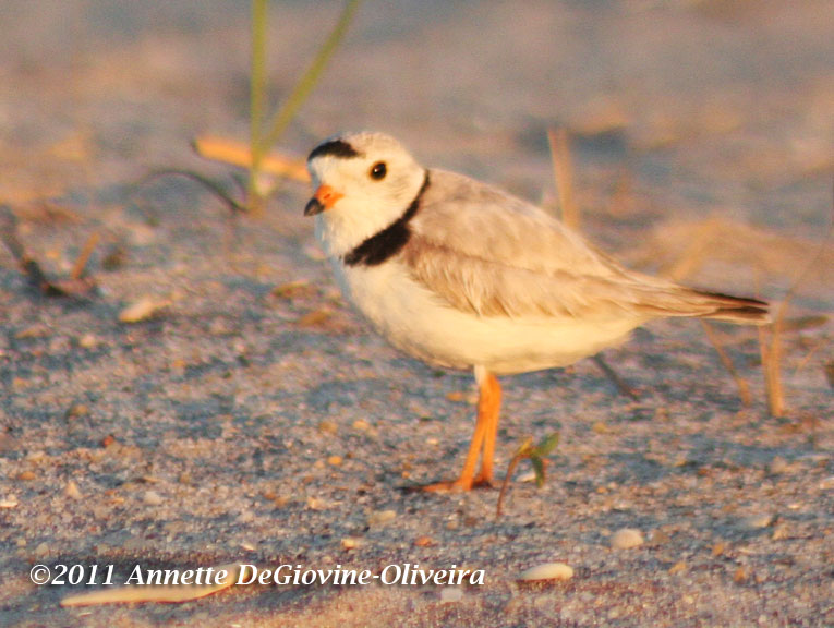 A Flurry of Feathers: Piping Plover on Fire Island, NY