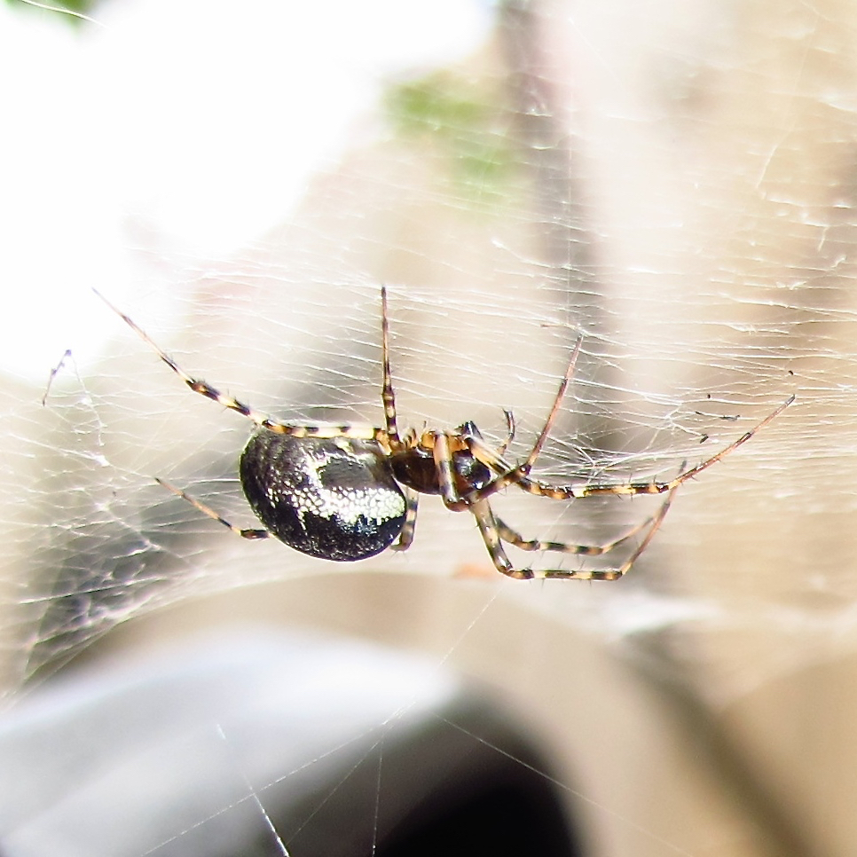 BugBlog: Linyphiidae: sheet weavers and money spiders