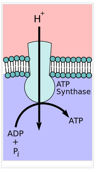 # 90 Oxidative phosphorylation and Electron transport chain | Biology ...