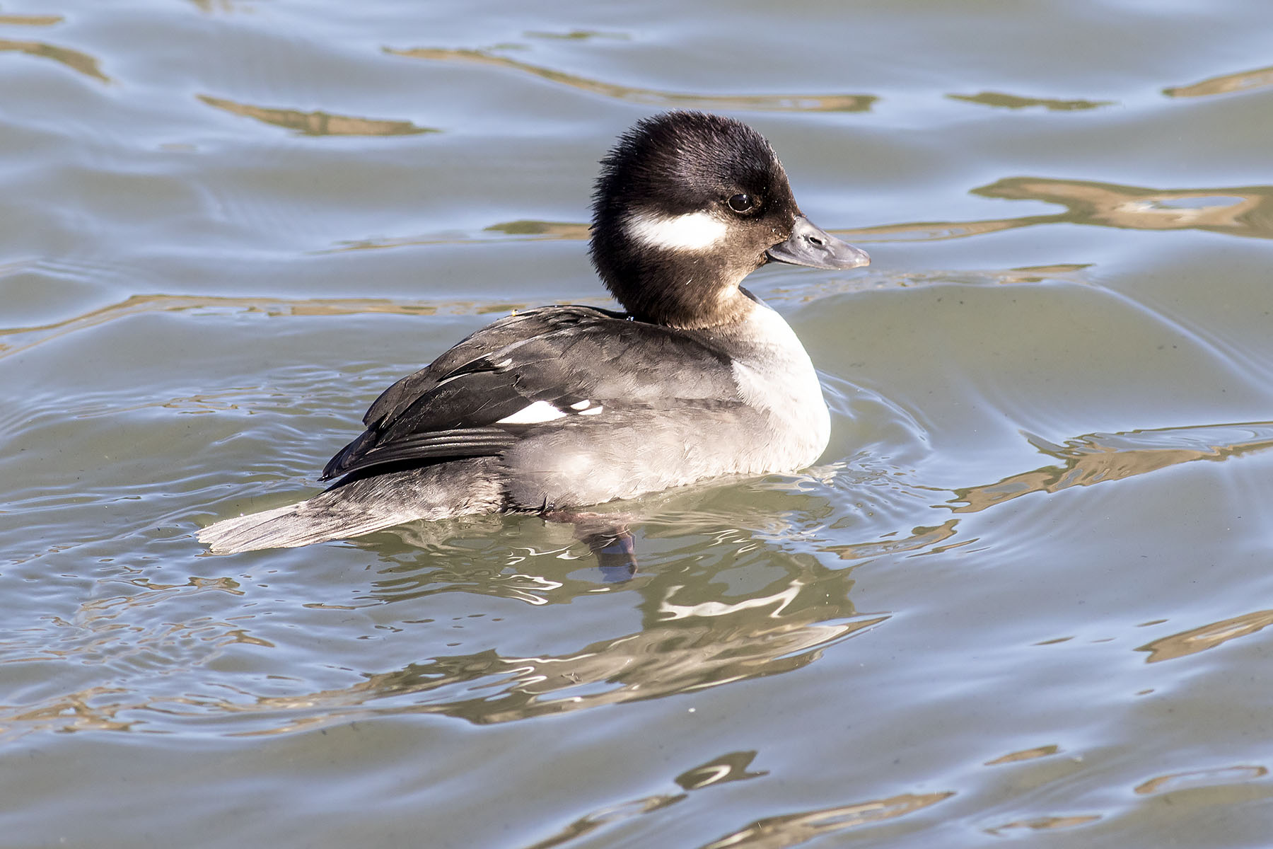 Ann Brokelman Photography in the Wild: Bufflehead Ducks