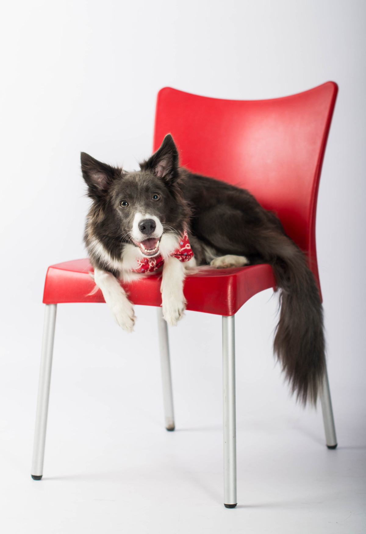 Can Dogs Sense Kindness