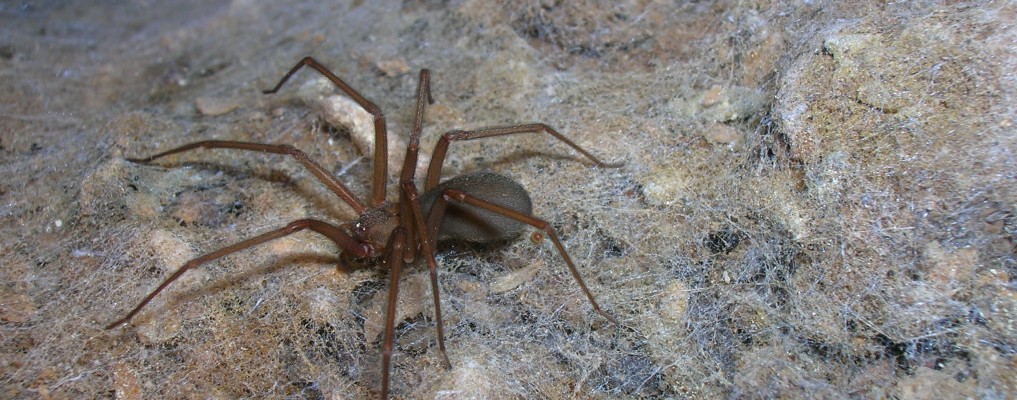 EMS SOLUTIONS INTERNATIONAL by @DrRamonReyesMD marca registrada: ARAÑA ...