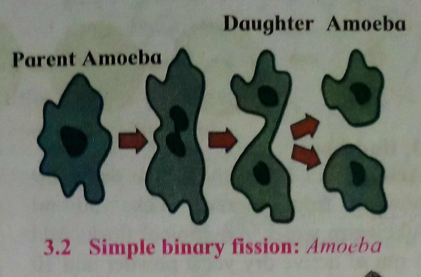 Binary Fission Amoeba