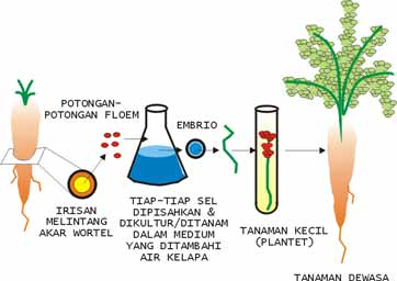 lebioging.blogspot.com: BIOTEKNOLOGI