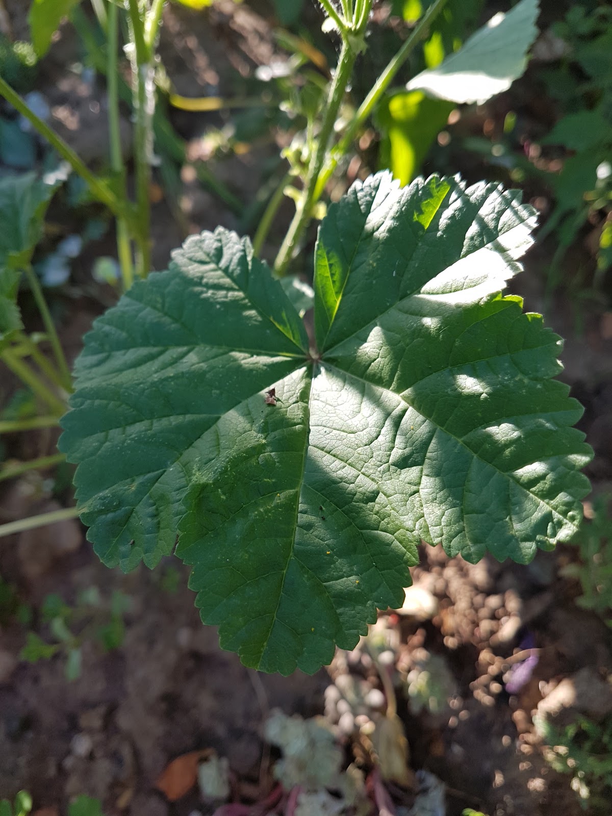 Crni sljez - dekorativna i prelijepa biljka izvanrednog ljekovitog sastava