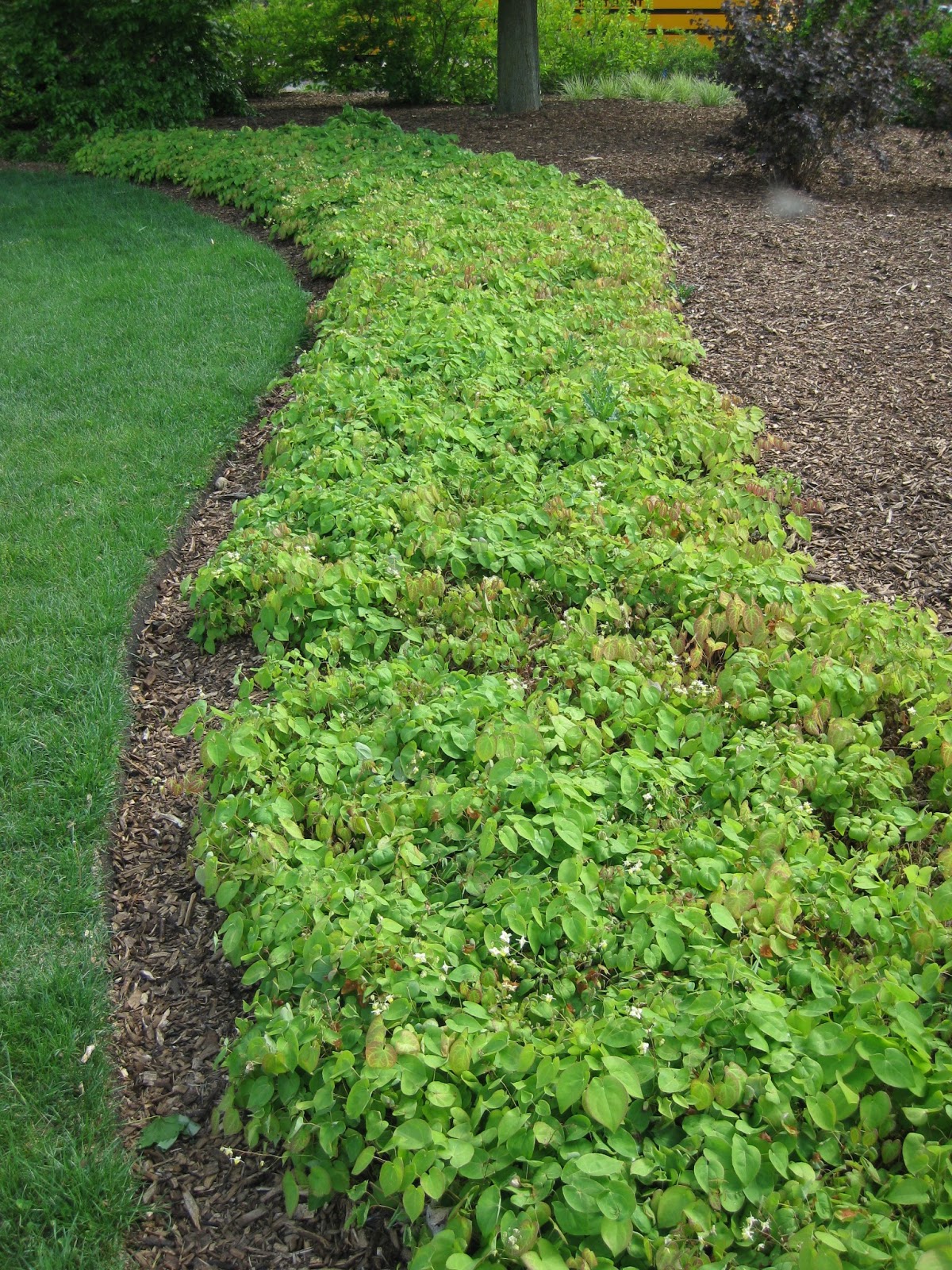 Rotary Botanical Gardens - Hort Blog: Barrenwort Foliage