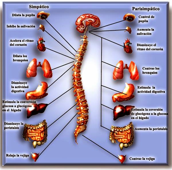 Abre Los Ojos: La columna es una extensión de nuestro cerebro.