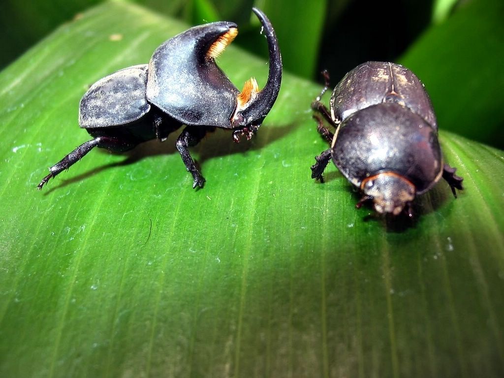 Uruguay y sus curiosidades-Uruguay and its curiosities: EL CASCARUDO EN ...