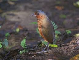 Gralaria Gigantea: 1.