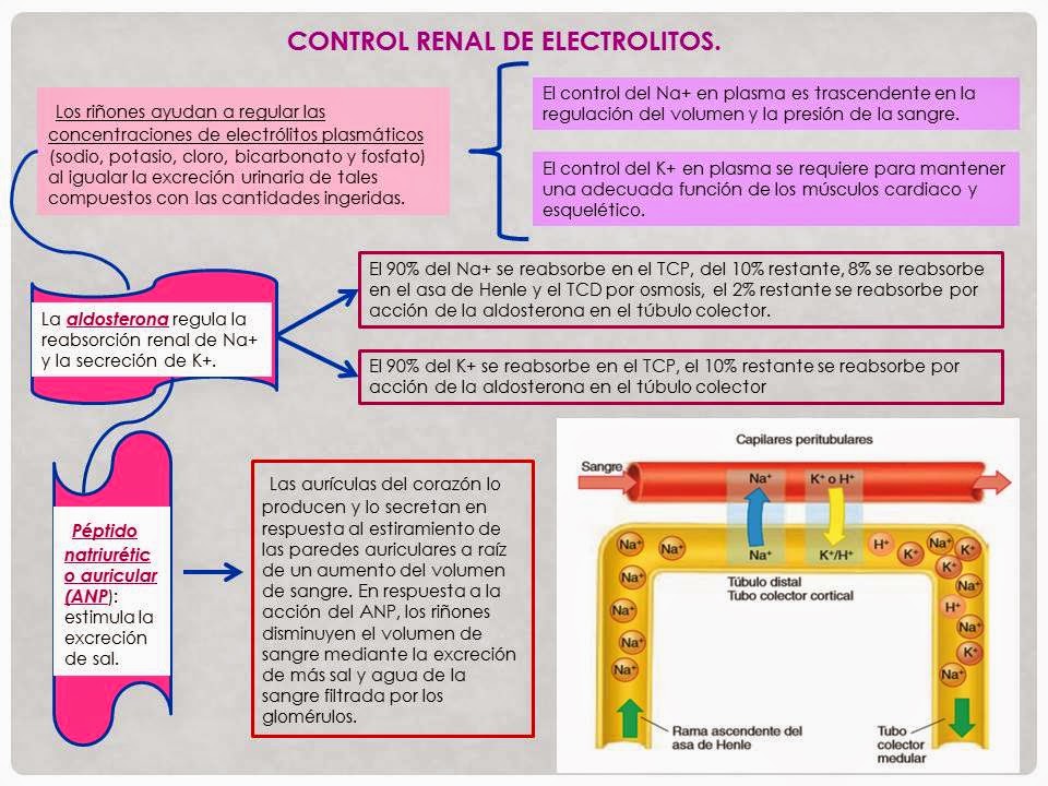 CONTROL RENAL DE ELECTROLITOS Y REGULACIÓN ÁCIDO- BASE A NIVEL RENAL ...