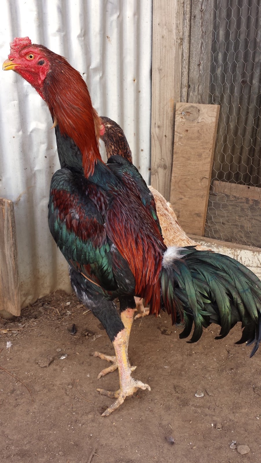 Shamo Game Fowl Photos | Raja Asil