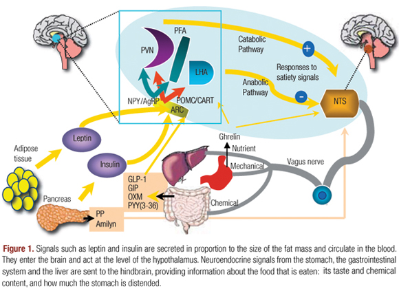 Be healthy by plants and common sense: it's possible: Schemes and ...