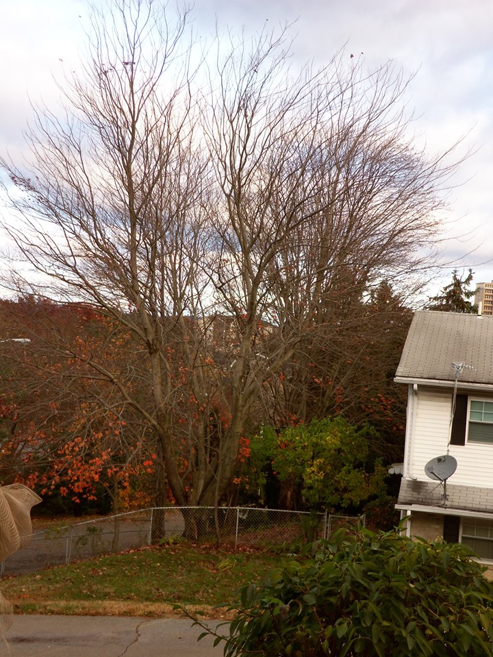 DEBBIE-DABBLE BLOG: Late Fall Front Porch and Yard Update. 2019