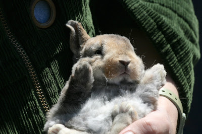 Clever Bunnies: Five Fat Fluffy Fur balls :)