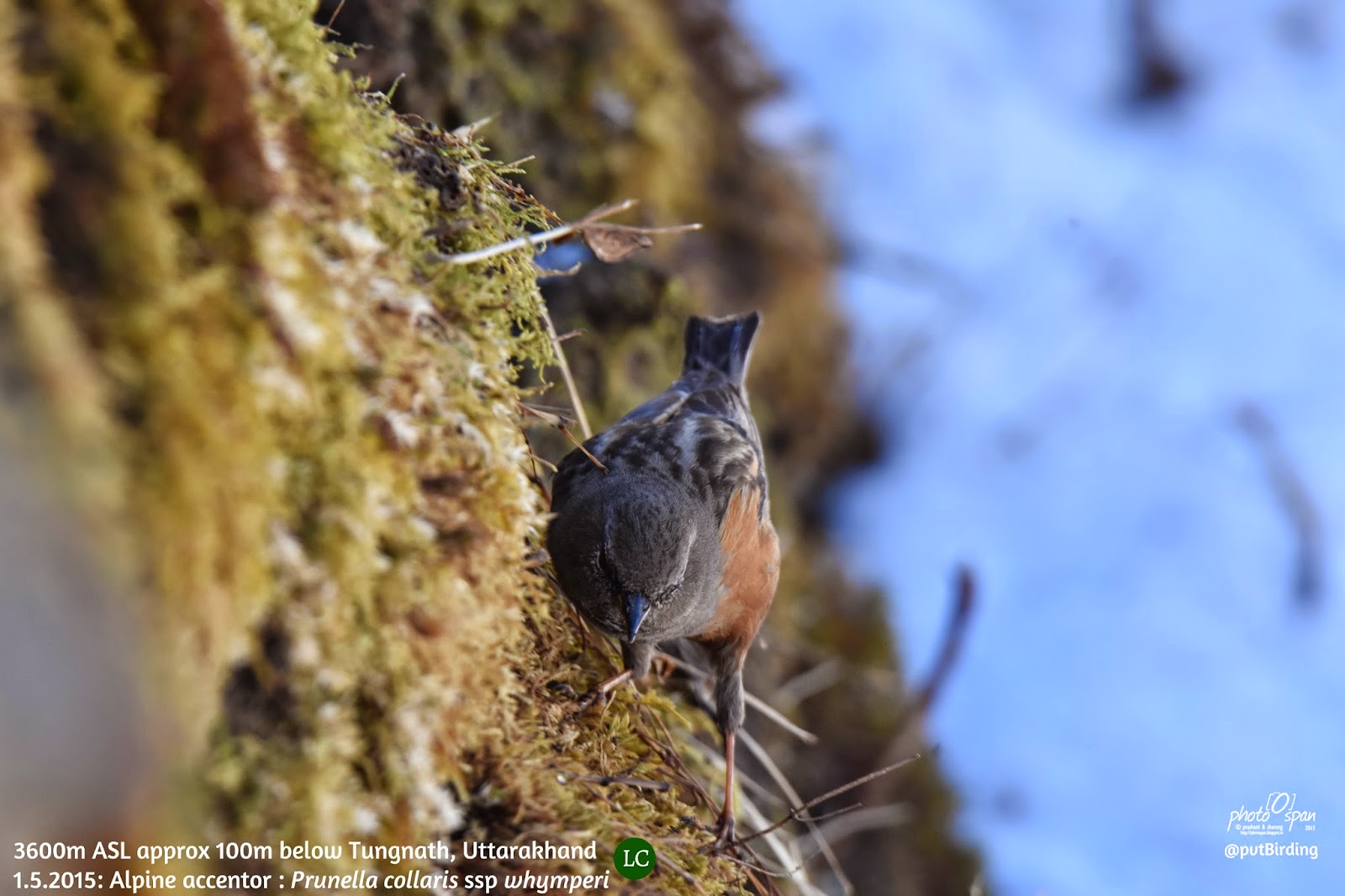Alpine accentor: Prunella collaris ssp. whymperi | Photo Span