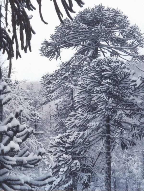 bensozia: The Monkey Puzzle Tree