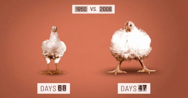 GMO chickens : GMO chickens: Analyzing the risks and benefits