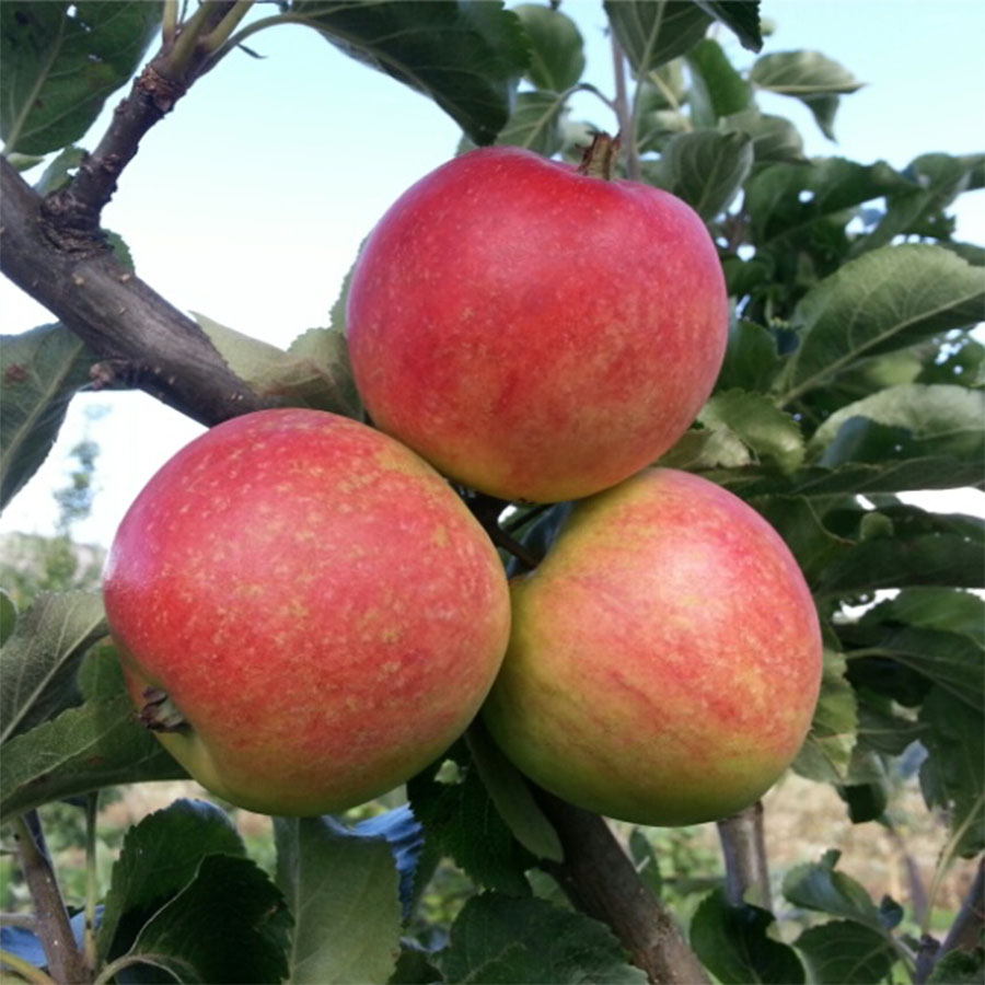 Greening Chinnor: Donkey Lane Community Orchard - The Apples