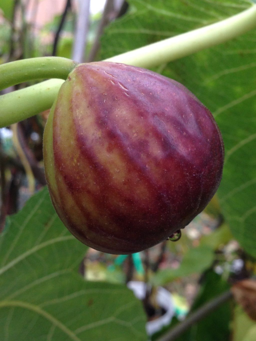 Seattle Garden & Fruit Adventures: 2017 Figs Additions