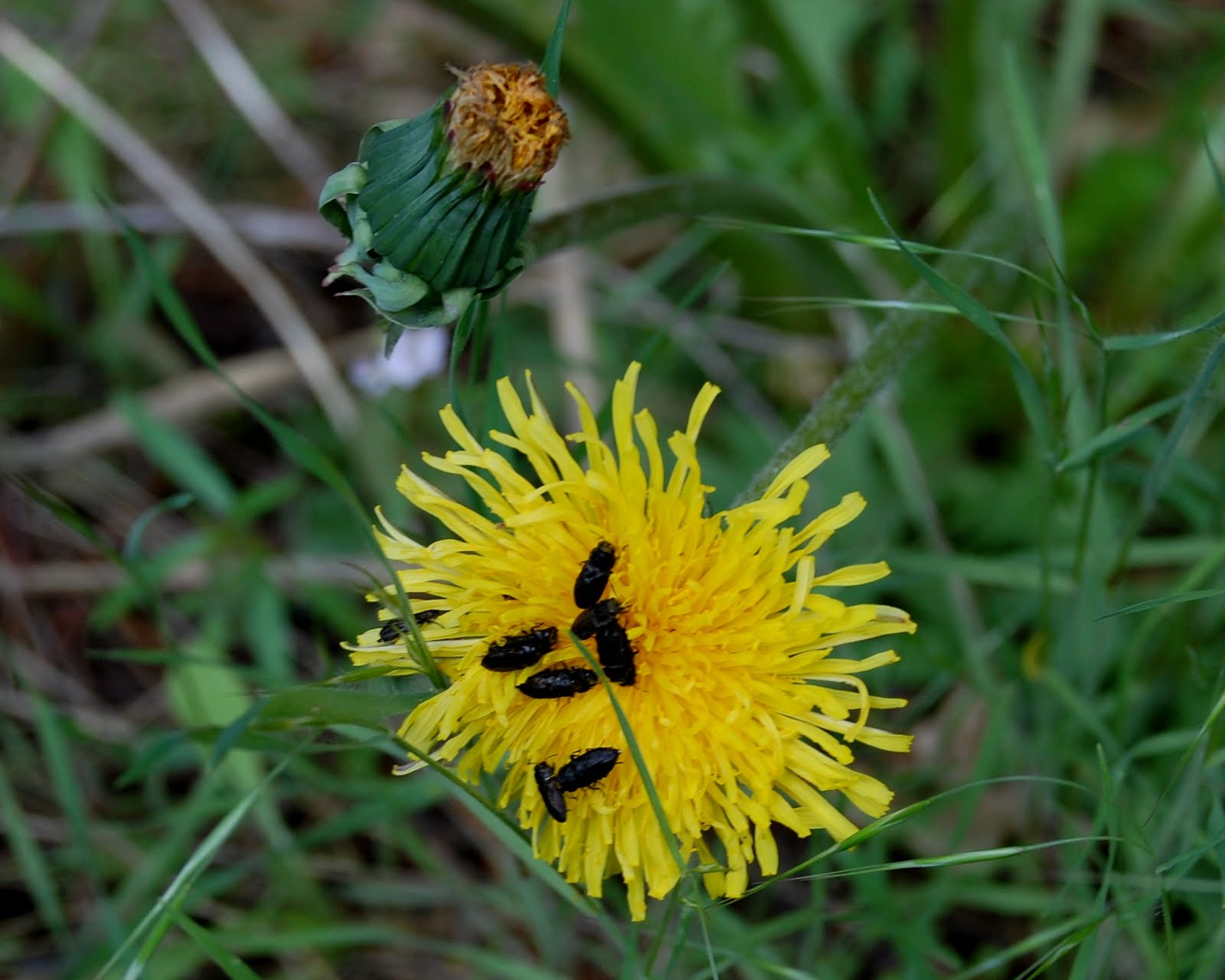 blackoaknaturalist: Bugs in Flowers - Spring is Great