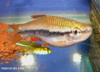 金魚&水族快訊Goldfish & Aquarium Messages: 派翠克彩虹燈魚(Rasbora patrickyapi)