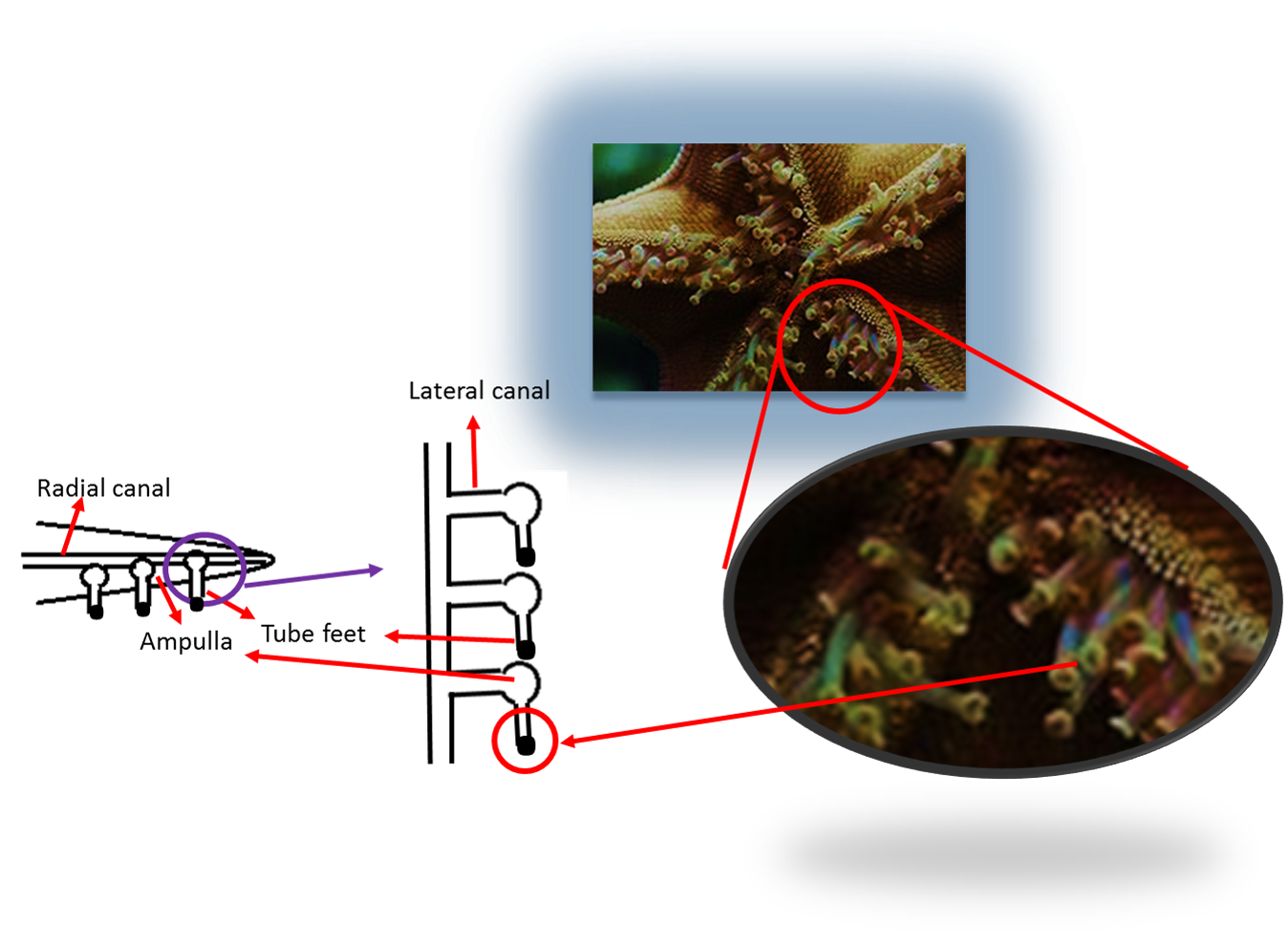 Water Vascular or Ambulacral System of Star Fish ; Asterias