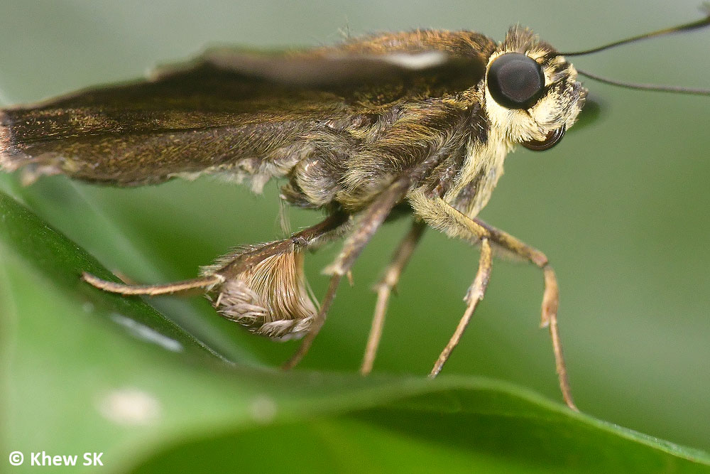 Butterflies of Singapore: The Butterfly Legs