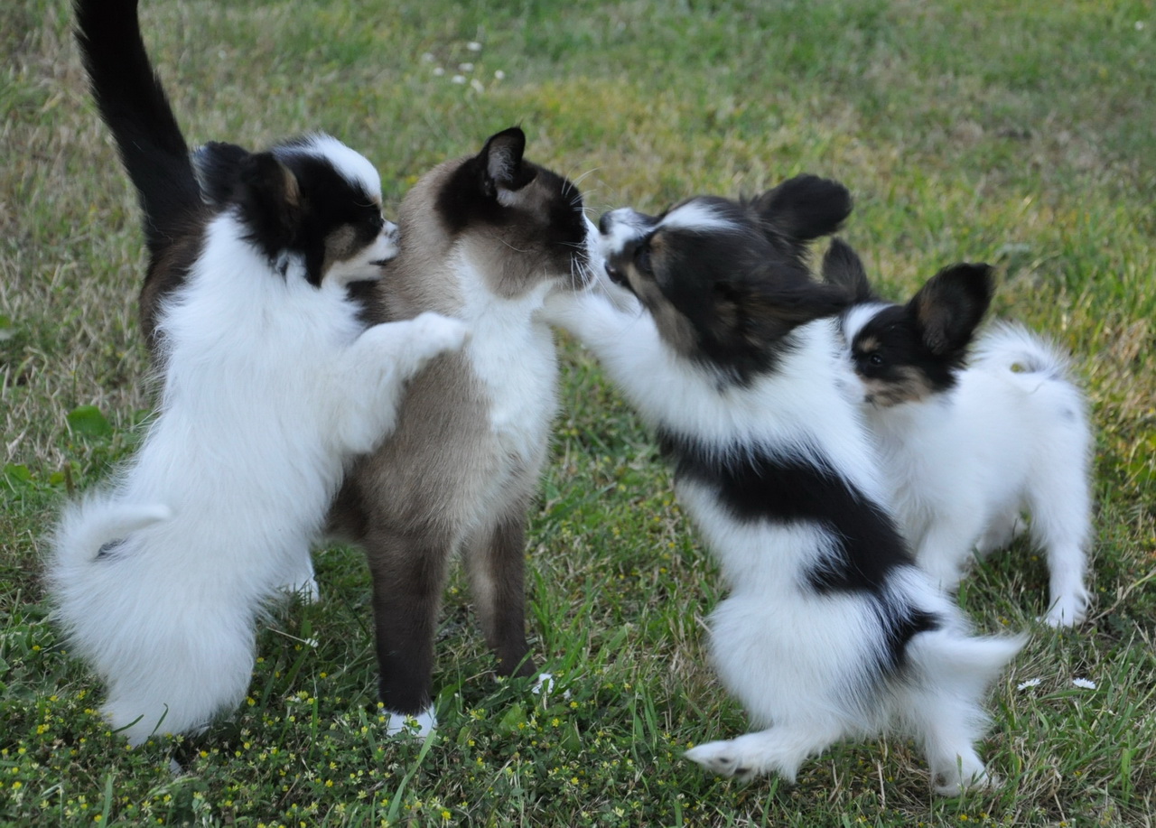 Road's End Papillons : Road's End Papillons Images from the Past and ...