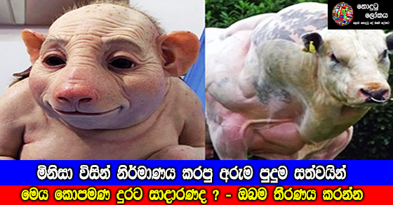 4 Animals created by human