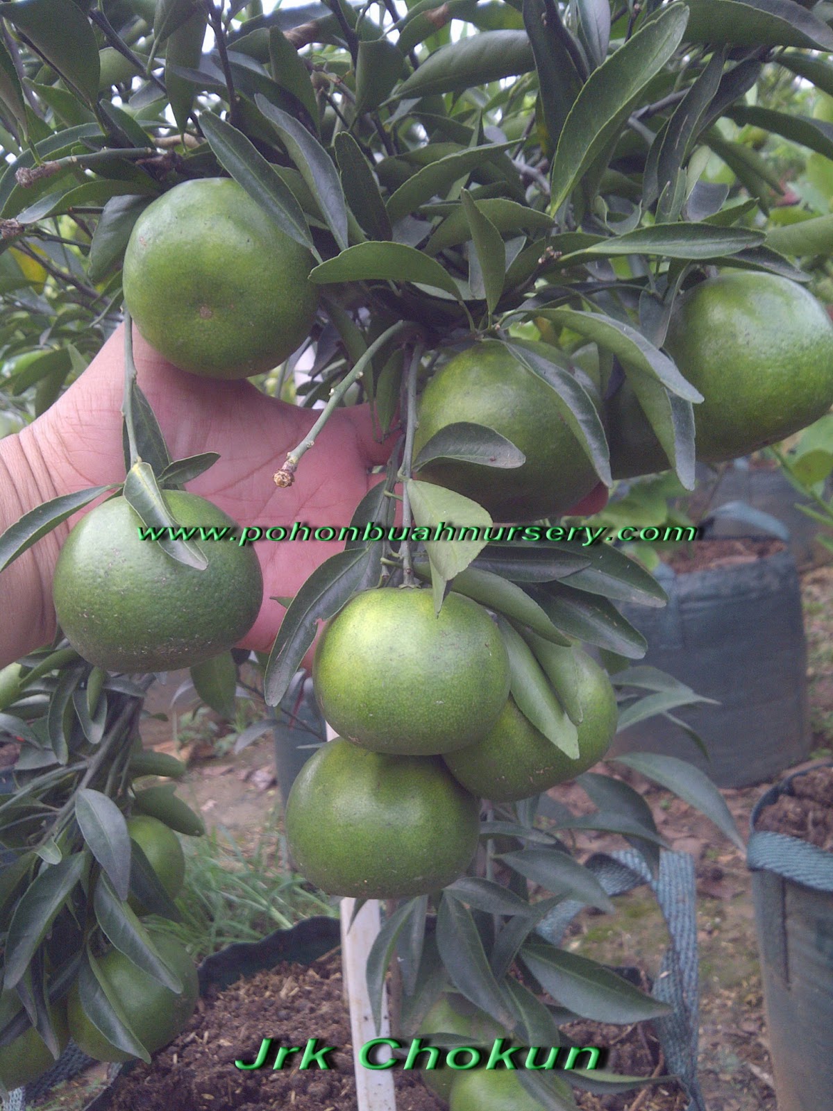 PBN: Jeruk Chokun