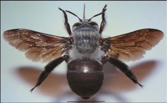 Hidrocarburos cuticulares en abejas: Comunicación Sexual