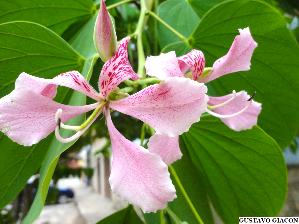 Viveiro Ciprest - Plantas Nativas e Exóticas: Bauhinia Rosa Pintada ...