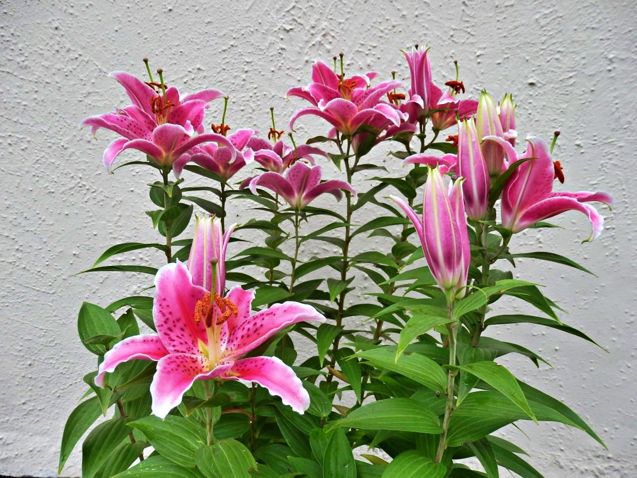 Mike's Cornwall: 10 Photos of August Flowers and Colour In Our Garden ...