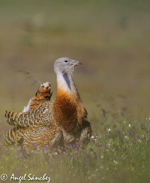 Y ahora, ¿qué?........What next?: PANEL 15. UNOS EXCREMENTOS MUY ...