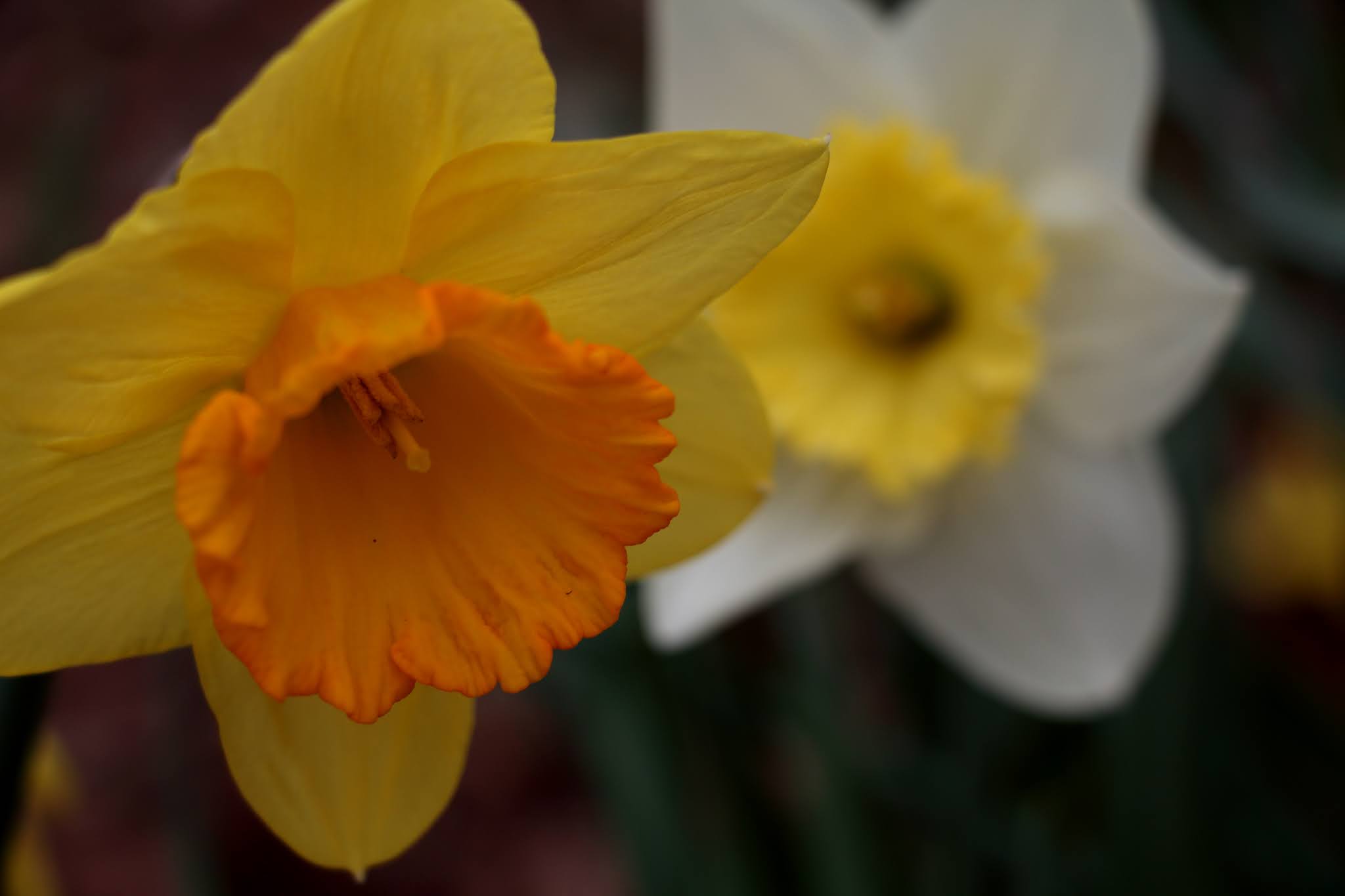 In Peggy's Garden: More Jonquils