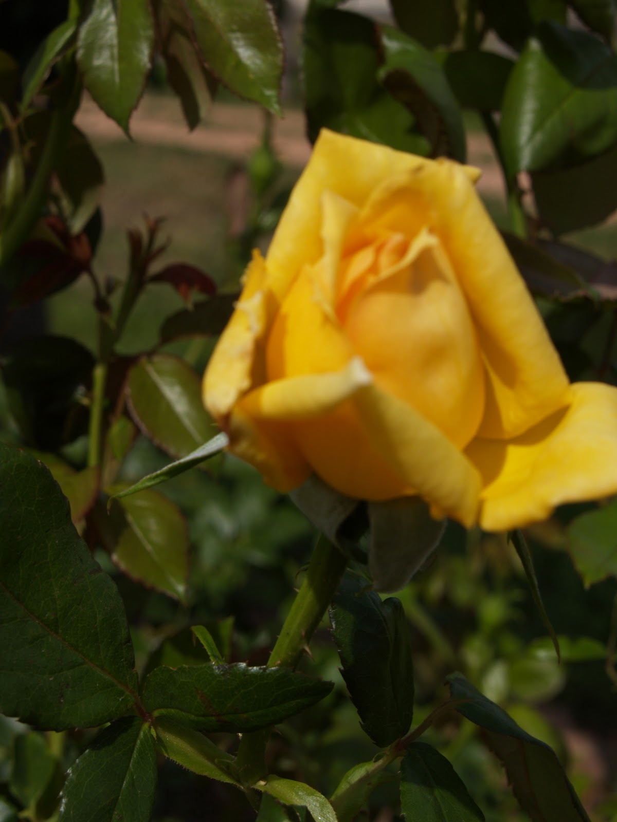 A Swedish Blessing - Quote of the Week | Healthy Spirituality