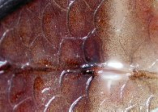 Mengenal Lebih Jauh Jenis Sisik Ikan - Lalaukan