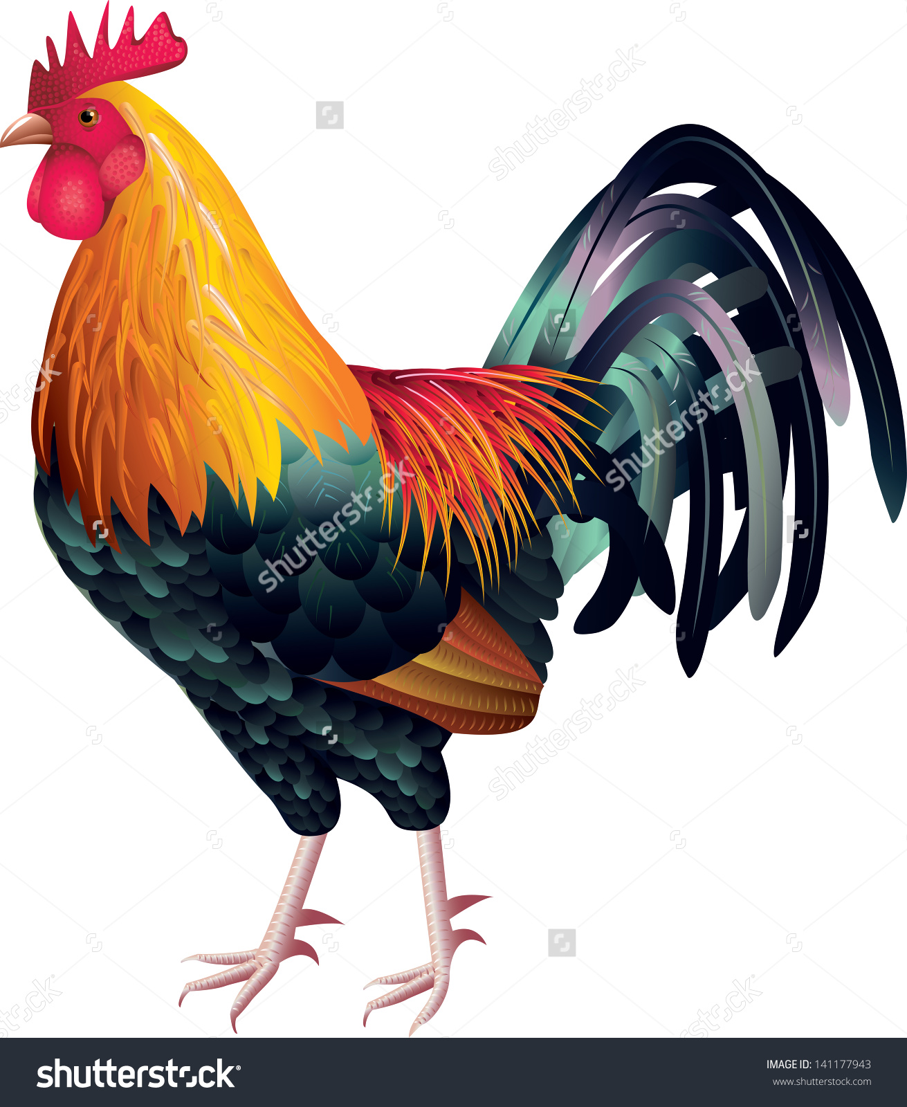 HÌNH ẢNH MẦM NON: HÌNH ẢNH CON GÀ TRỐNG CHUẨN ĐẸP