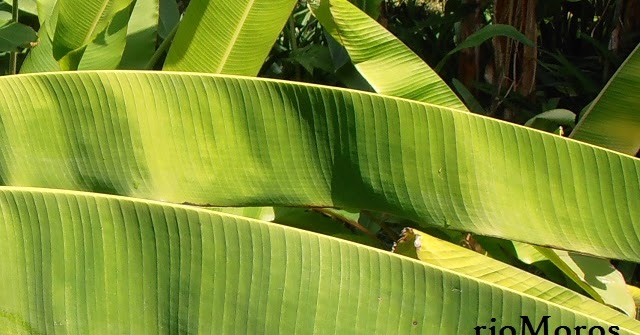 Abacá: Musa textilis | Plantas rioMoros