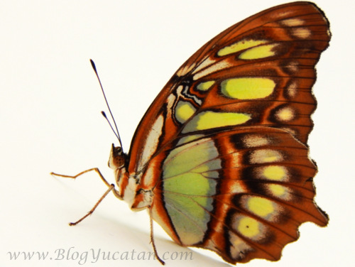 Insectos en maya - BLOG YUCATÁN