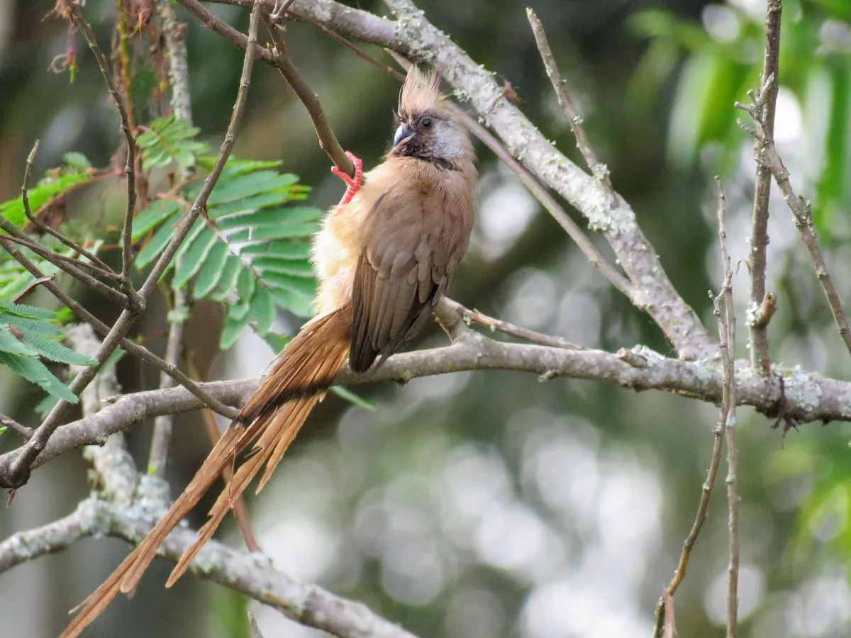 99 Awesome Birds in Uganda To Look For | Sidewalk Safari | Part-time ...