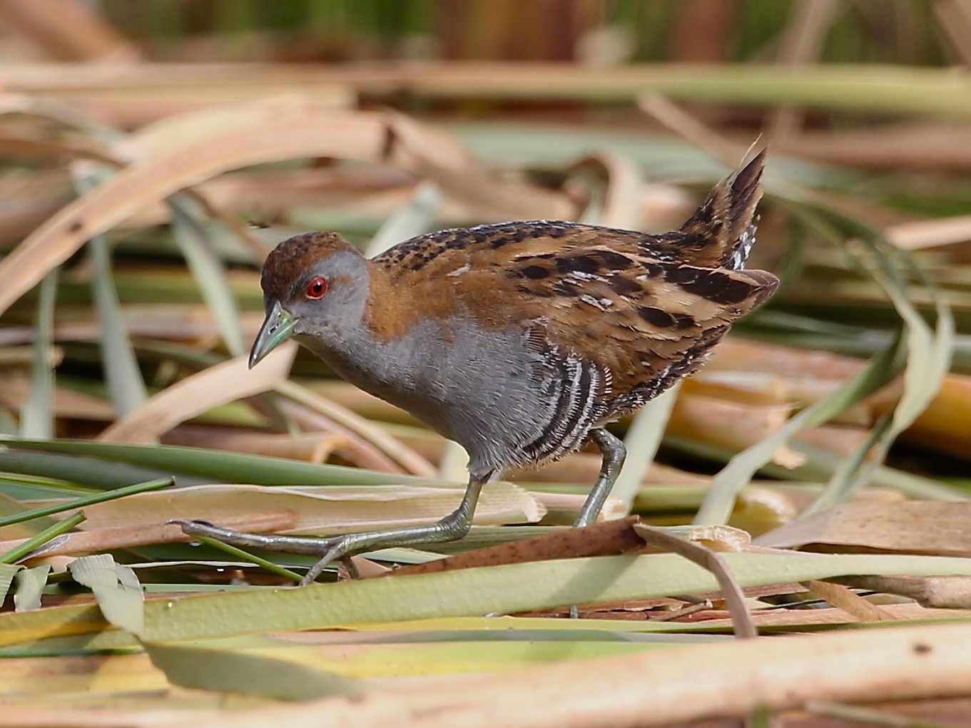 Avithera: Baillon’s Crake