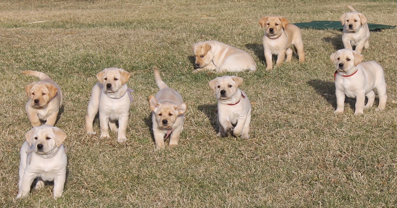 BUCK MOUNTAIN LABRADORS: HAPPY THANKSGIVING FROM BUCK MOUNTAIN LABS.